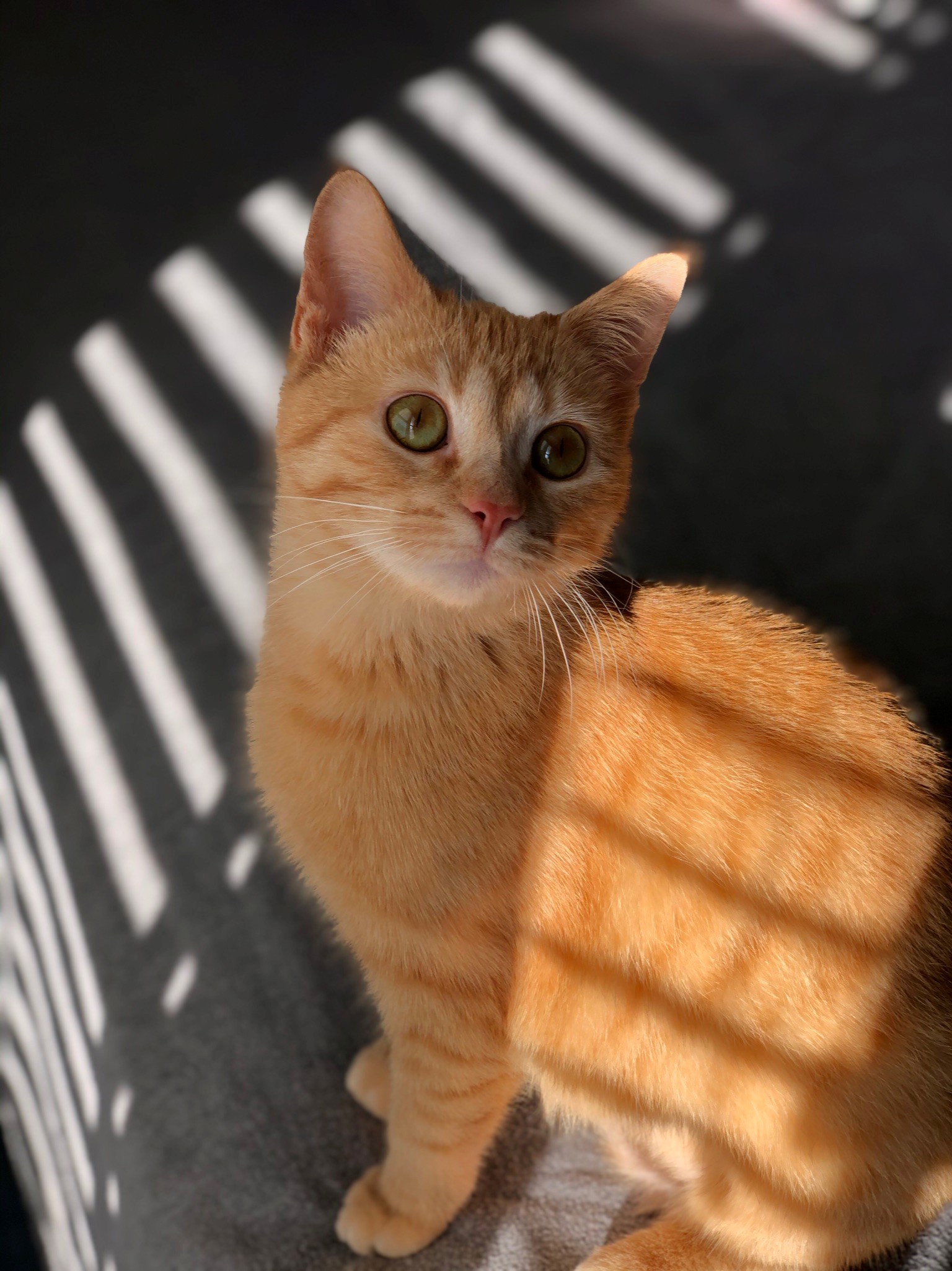 Pumpkin | Niswender Laboratory | Vanderbilt University