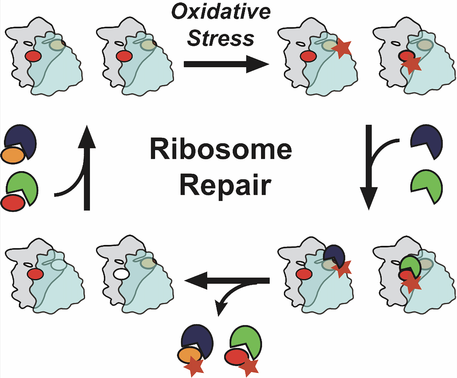 Research | Karbstein Lab | Vanderbilt University