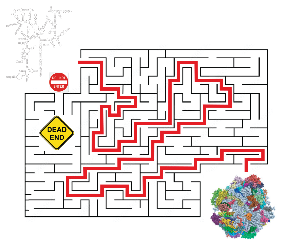 Research | Karbstein Lab | Vanderbilt University