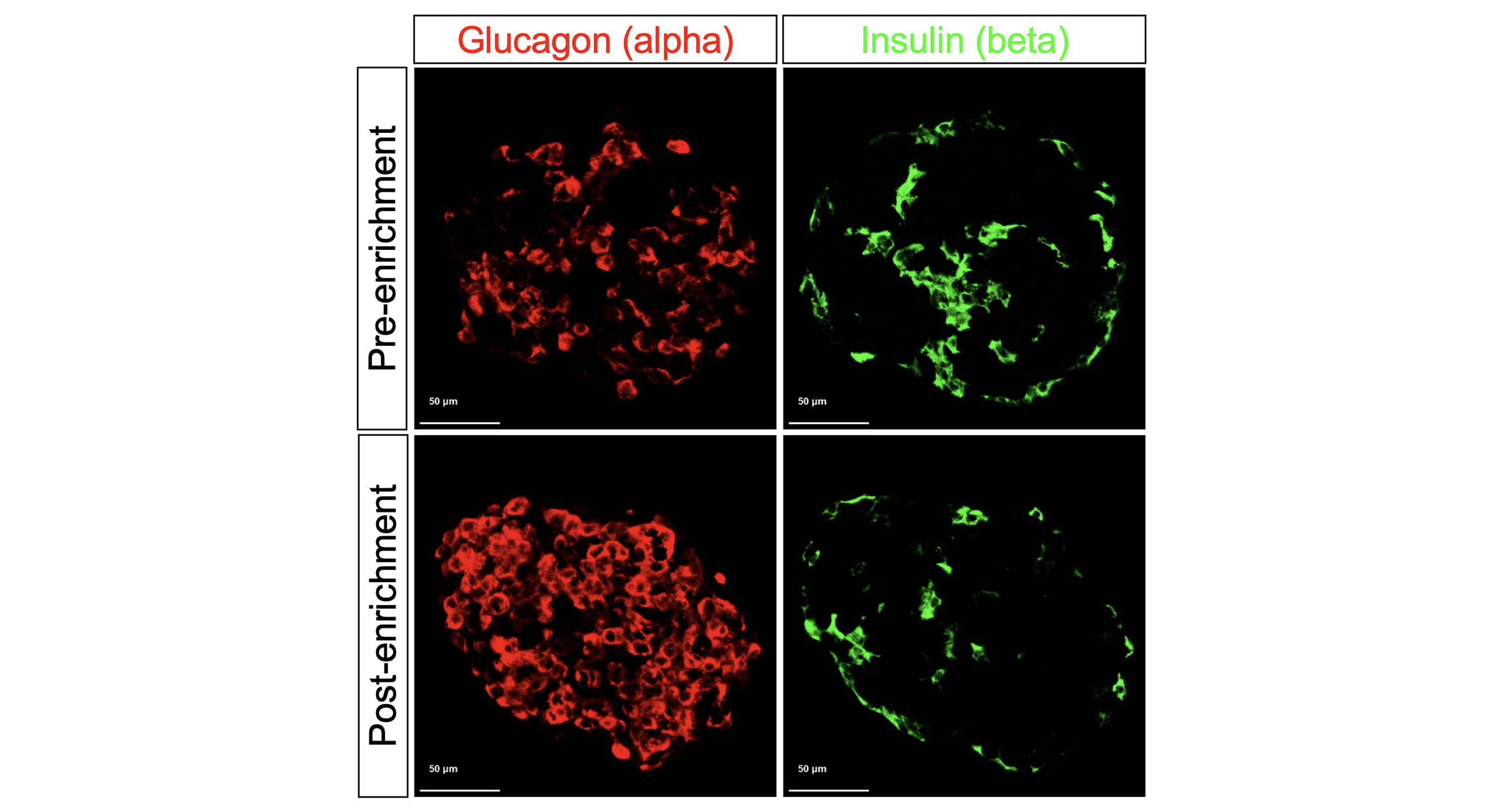 We use immunomagnetic bead-based separation approaches in primary human ...