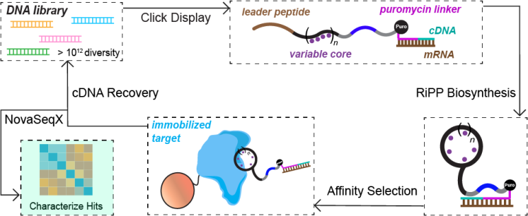 Directed Evolution of Drugs: RiPP Display | Mitchell Lab | Vanderbilt ...