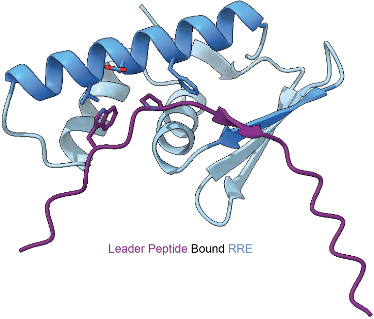 Discovering Novel Enzyme Chemistry: RiPP Recognition Element | Mitchell ...