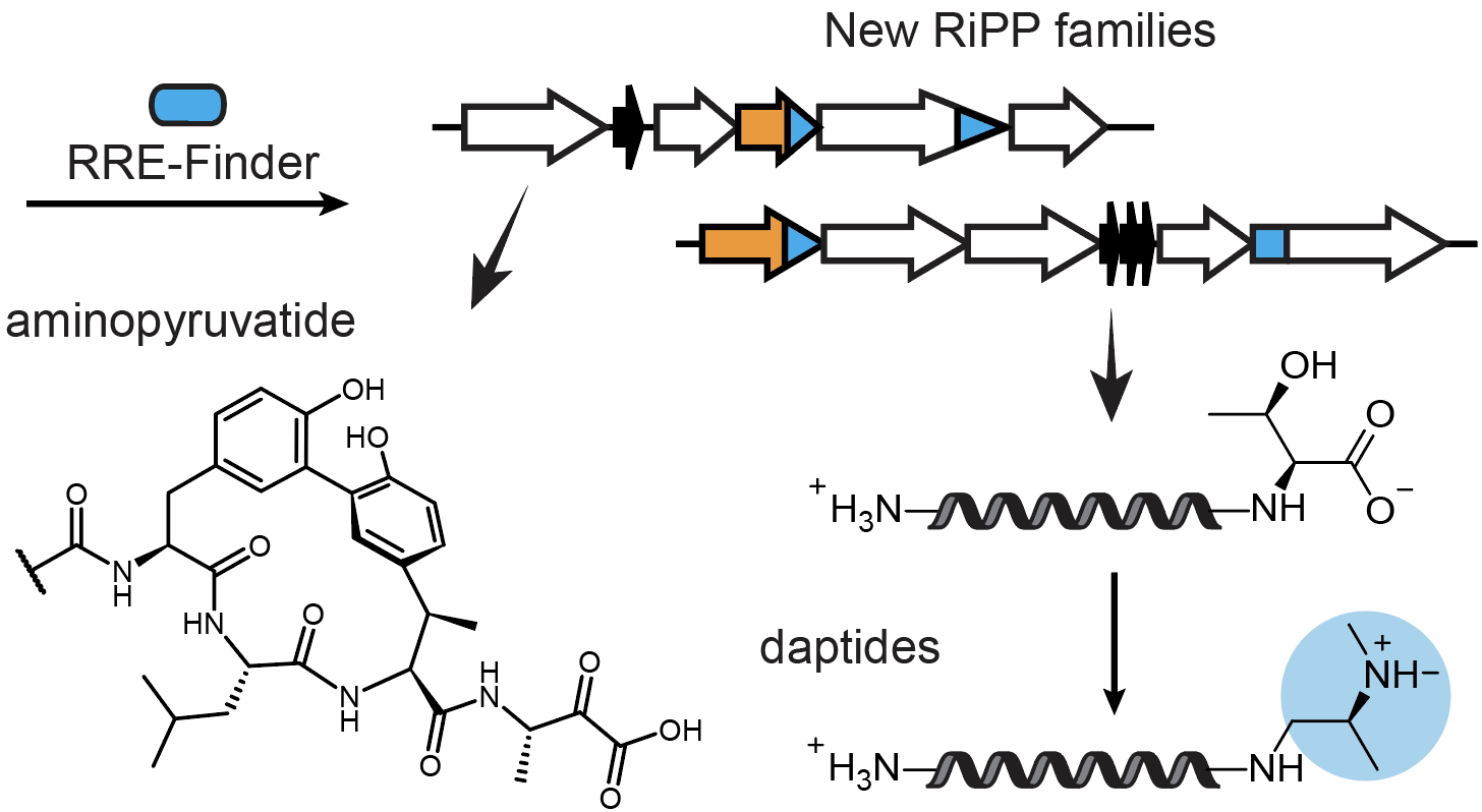 Discovering Novel Enzyme Chemistry: RiPP Recognition Element | Mitchell ...