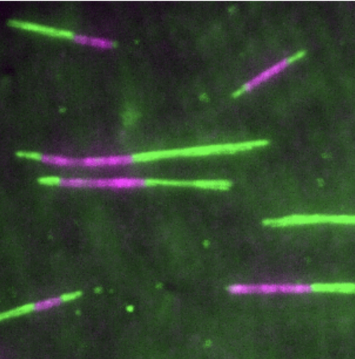 Publications | Zanic Lab | Vanderbilt University