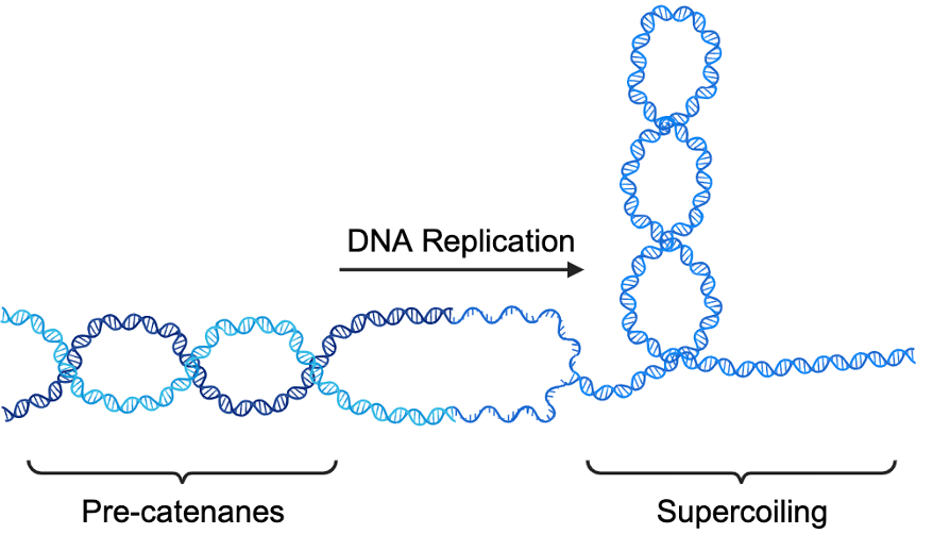 Osheroff Lab | Vanderbilt University