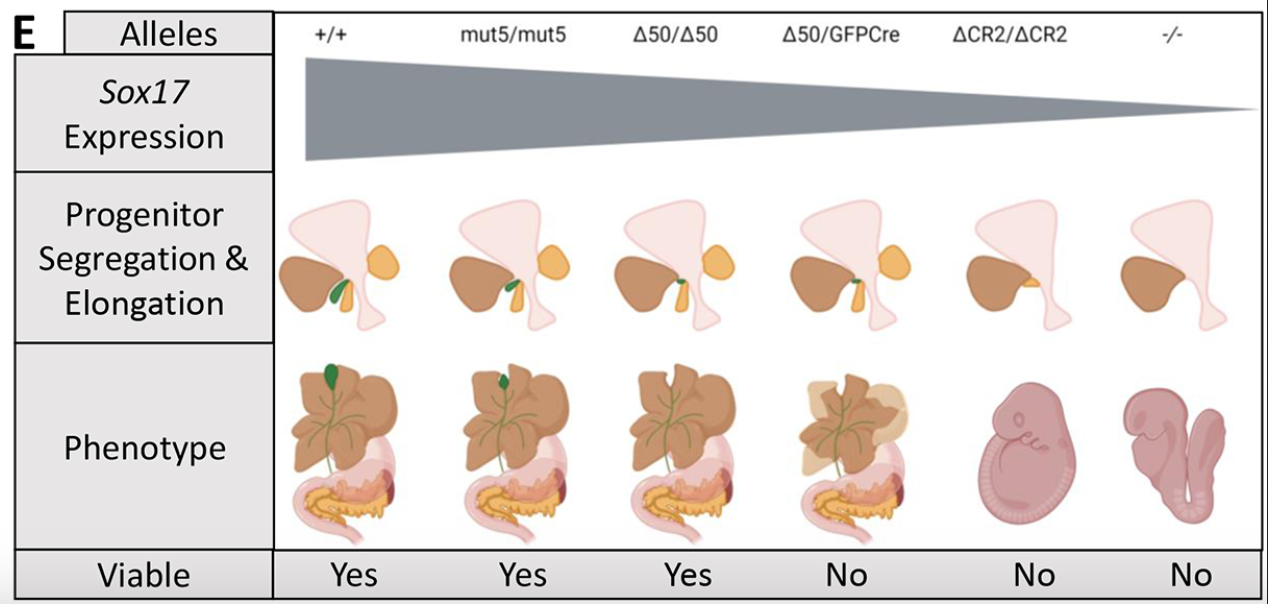 Developmental biologists discover how a critical protein shapes ...