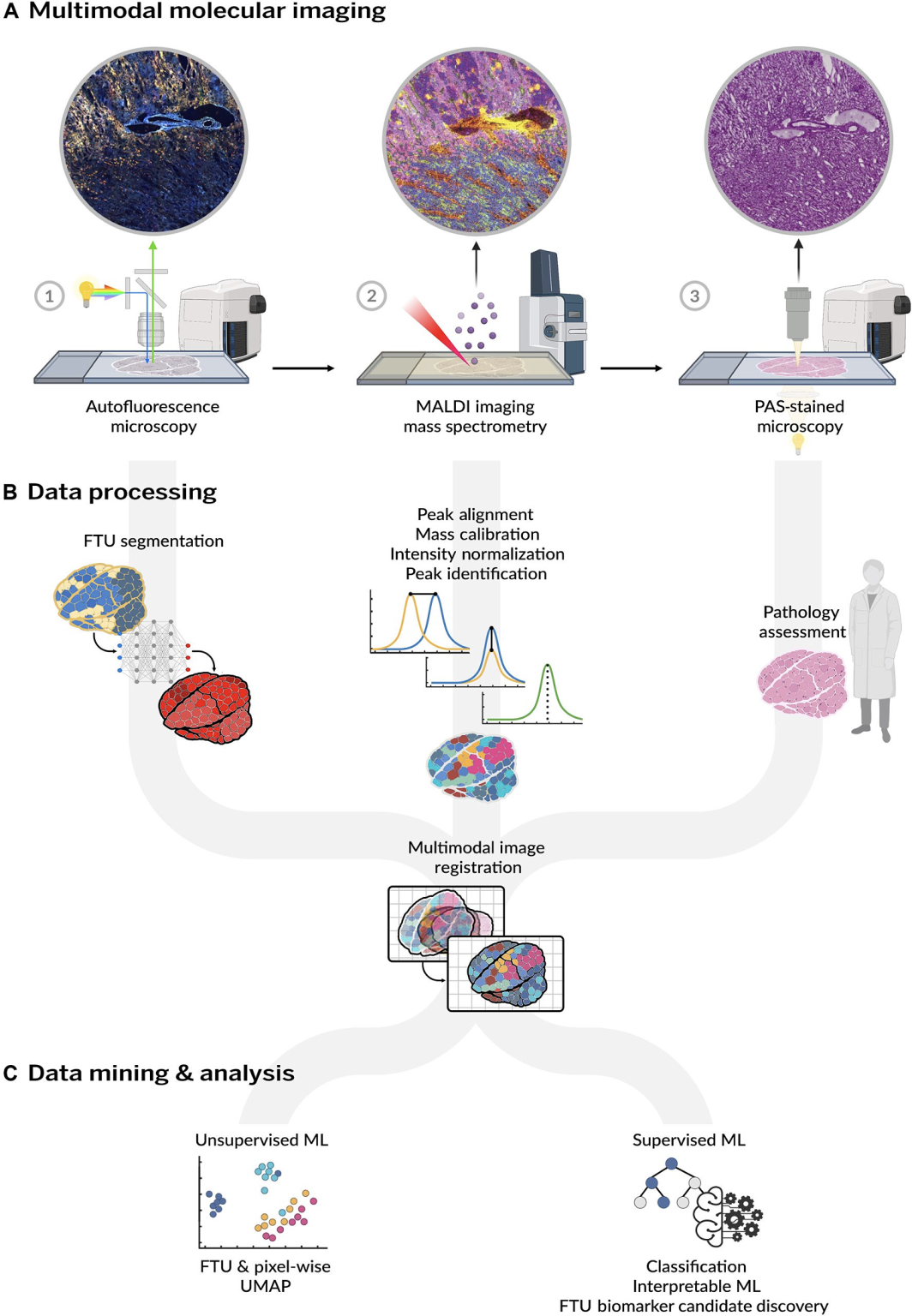 Kidney atlas maps molecular landscape, unlocking clues to renal health ...