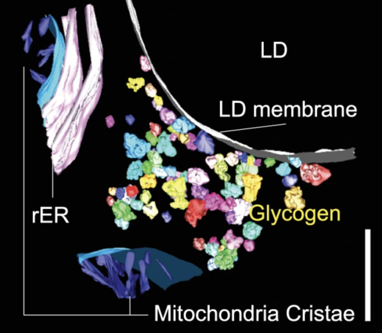 Pioneering new method reveals glucose channeling, charting the fine ...