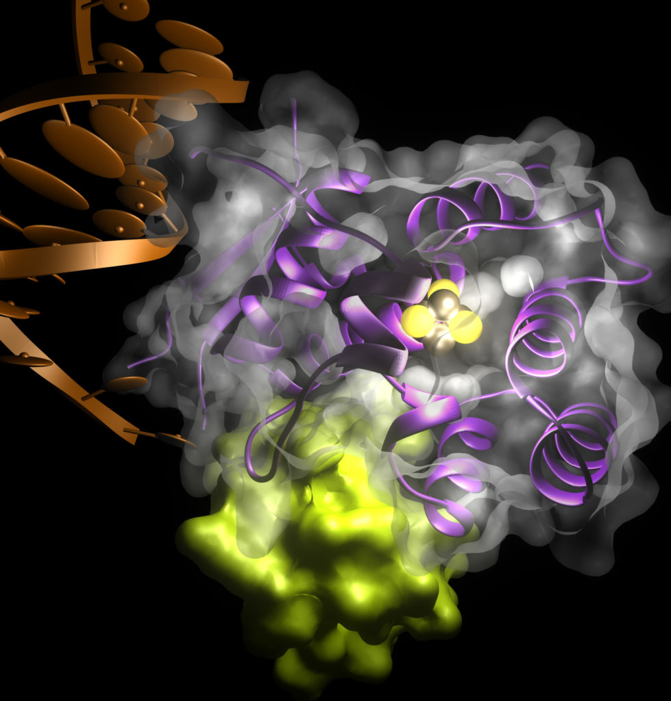 Walter Chazin | Interdisciplinary Graduate Program | Vanderbilt University