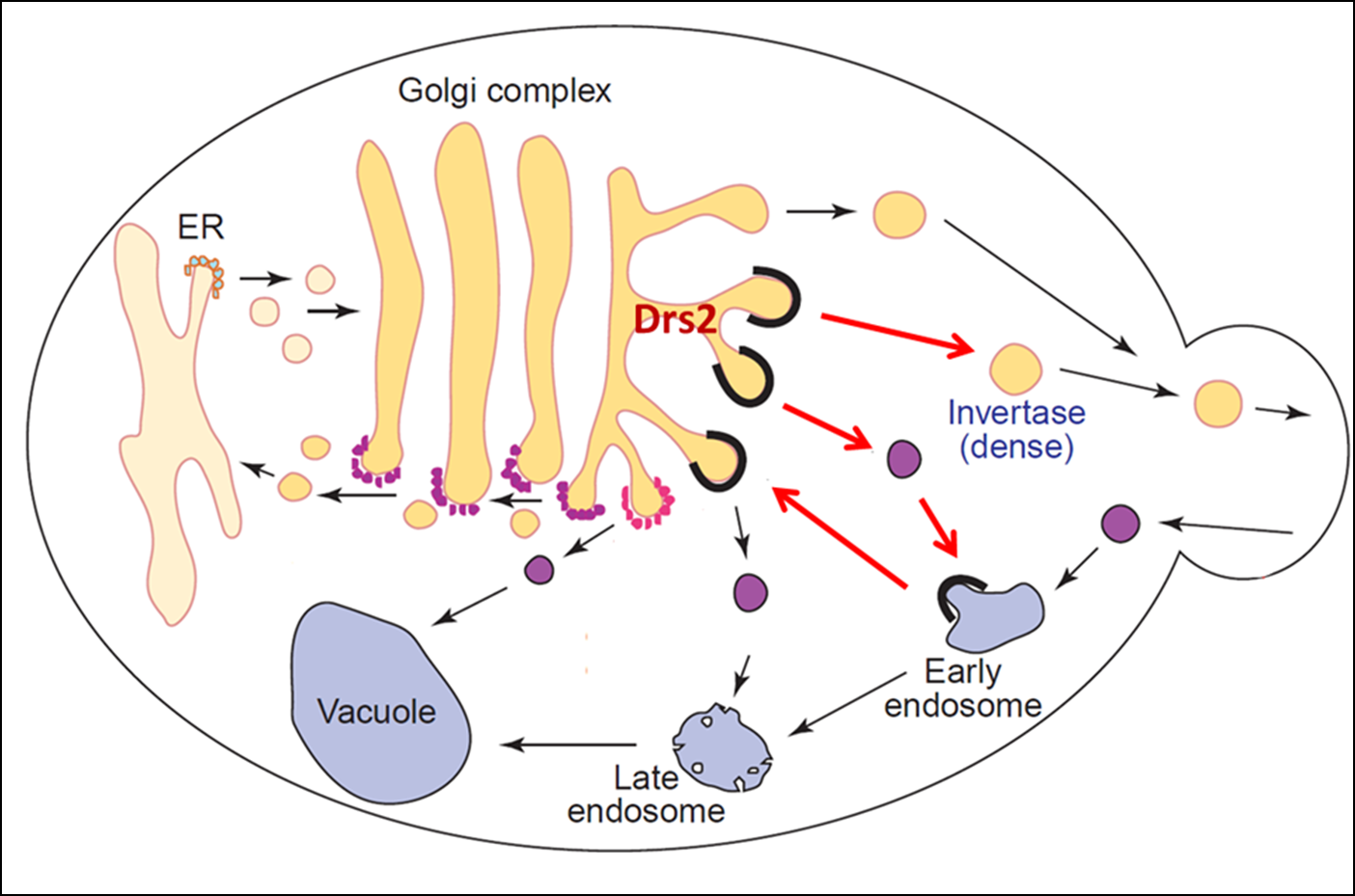 Research | The Graham Lab