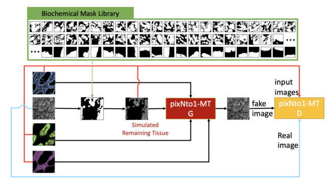 Inpainting Missing Tissue in Multiplexed Immunofluorescence Imaging ...