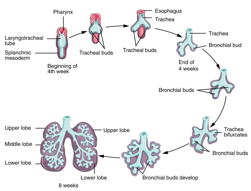 Tracheal System | Developmental Biology Boot Camp | Vanderbilt University