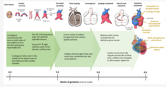 Human vs Mouse Heart Development | Developmental Biology Boot Camp ...