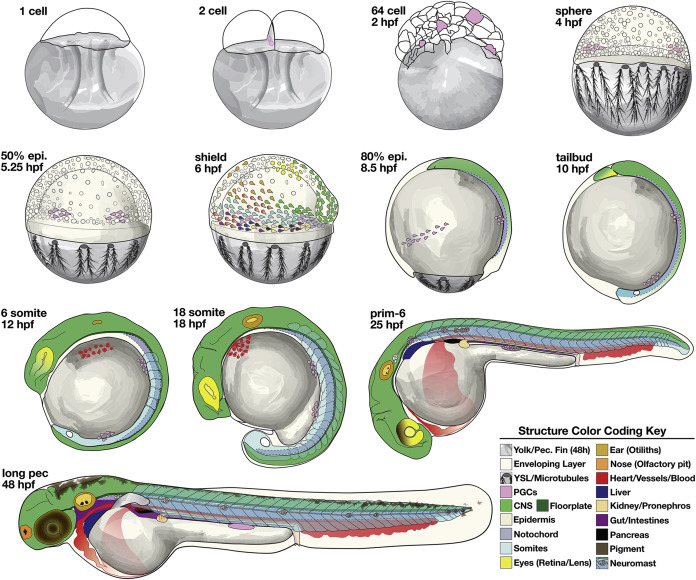Early Zebrafish Development | Developmental Biology Boot Camp ...