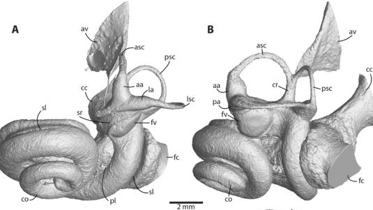 Dolphin ancestor’s hearing was more like hoofed mammals than today’s ...