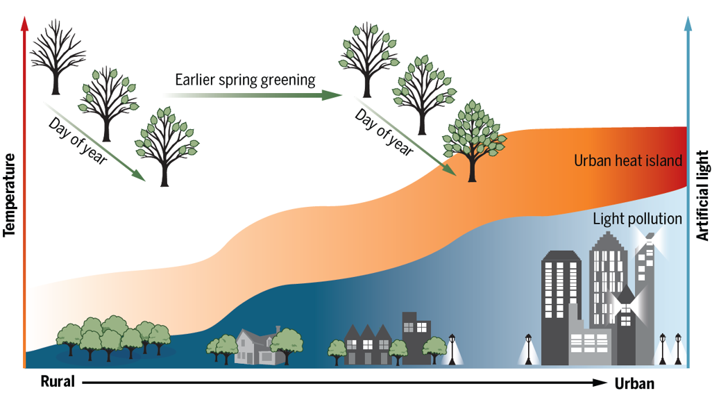 Lin Meng - Evolution@Vanderbilt Evolution@Vanderbilt | Vanderbilt ...