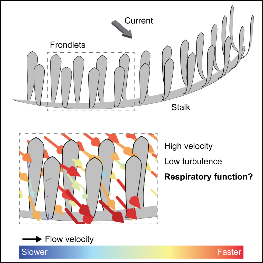 Vanderbilt-led Group Discovers Divergent Function in Convergent ...