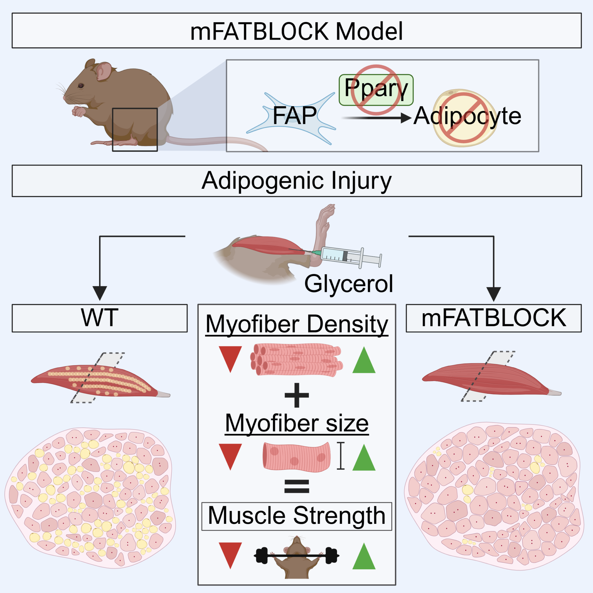 Alessandra Norris, Ph.D. | Office of Postdoctoral Affairs | Graduate ...