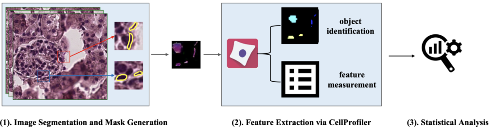 Spatial Pathomics Toolkit for Quantitative Analysis of Podocyte Nuclei ...
