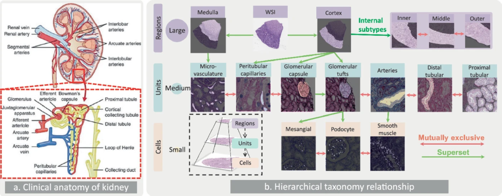 HATs: Hierarchical Adaptive Taxonomy Segmentation for Panoramic ...