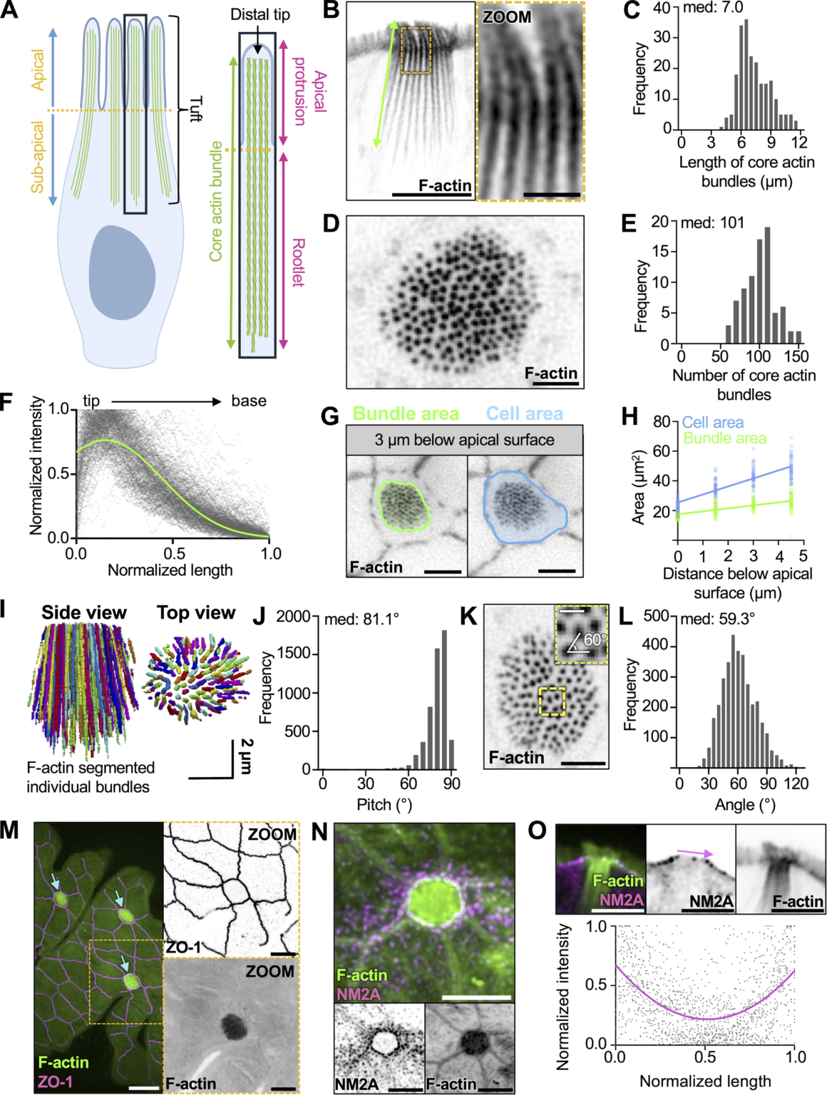 Organization of a cytoskeletal superstructure in the apical domain of ...