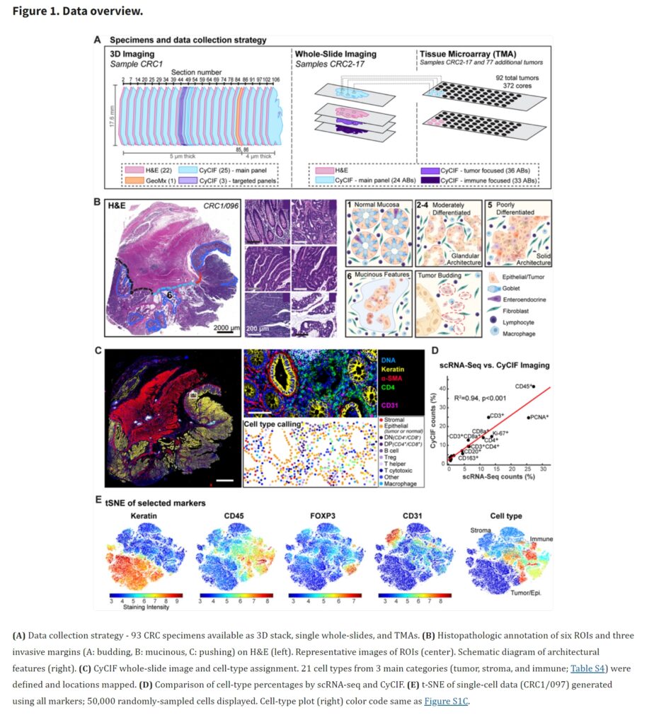 Multiplexed 3D atlas of state transitions and immune interaction in ...