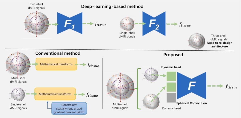 Deep learning-based free-water correction for single-shell diffusion MRI | VALIANT | Vanderbilt ...