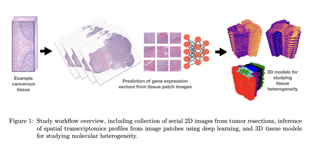 Mapping Three Dimensional Tumor Heterogeneity Through Deep Learning Inference Of Spatial
