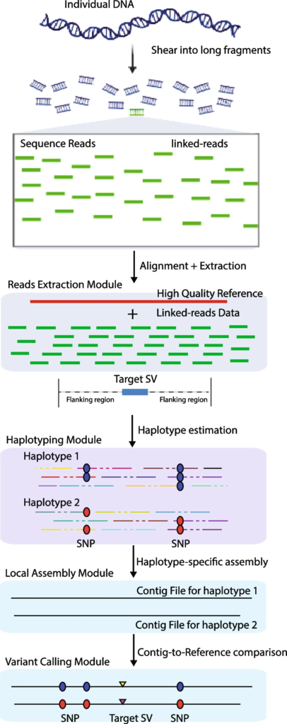 Large indel detection in region-based phased diploid assemblies from linked-reads | VALIANT ...