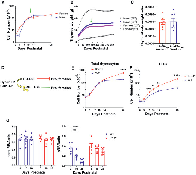 Coordinated changes in stromal and hematopoietic cells that define the ...