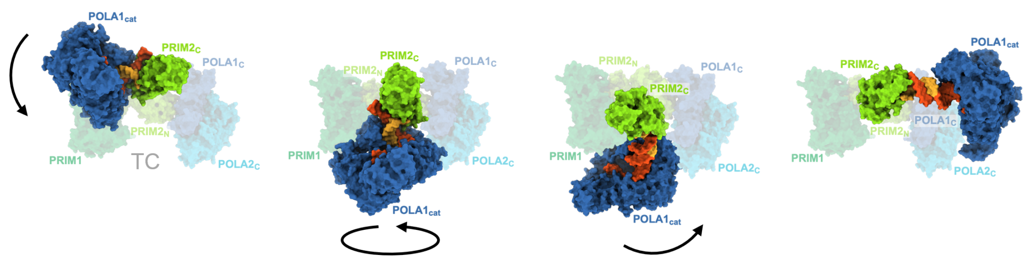 Illuminating a critical step in initiating DNA replication in ...