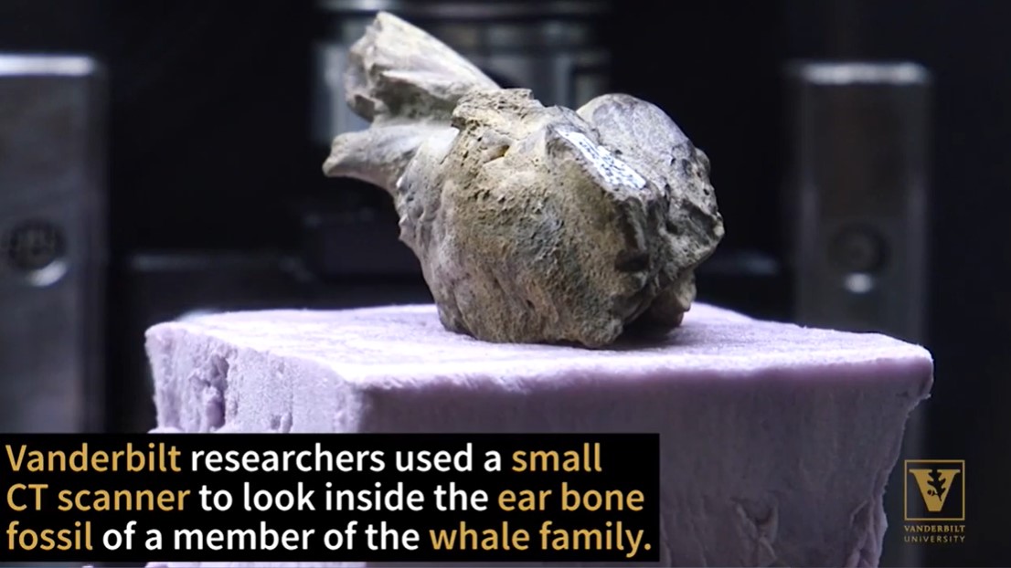 Dolphin ancestor’s hearing was more like hooved mammals than today’s ...