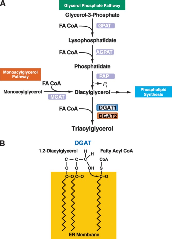 Projects | Molecular Basis of Genetic Diseases | Vanderbilt University