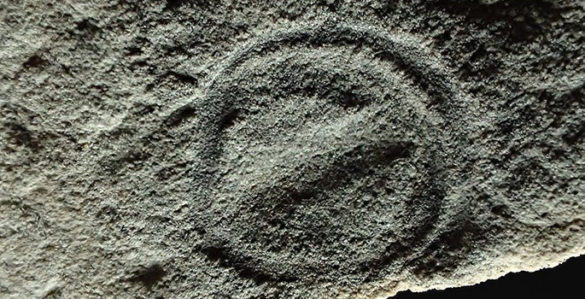 Life in the Precambrian may have been much livelier than previously ...