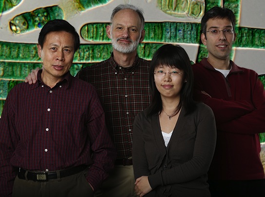 ‘Snooze button’ on biological clocks improves cell adaptability ...