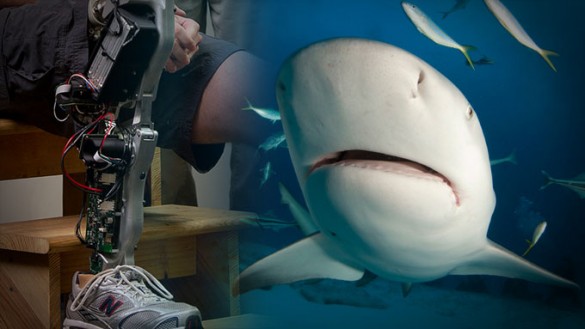 VUCast: Shark Attack to Bionic Breakthrough | Vanderbilt University