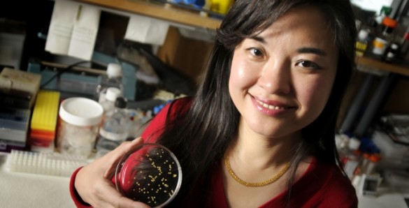 Bacterial protein found in yogurt may alleviate inflammatory bowel ...