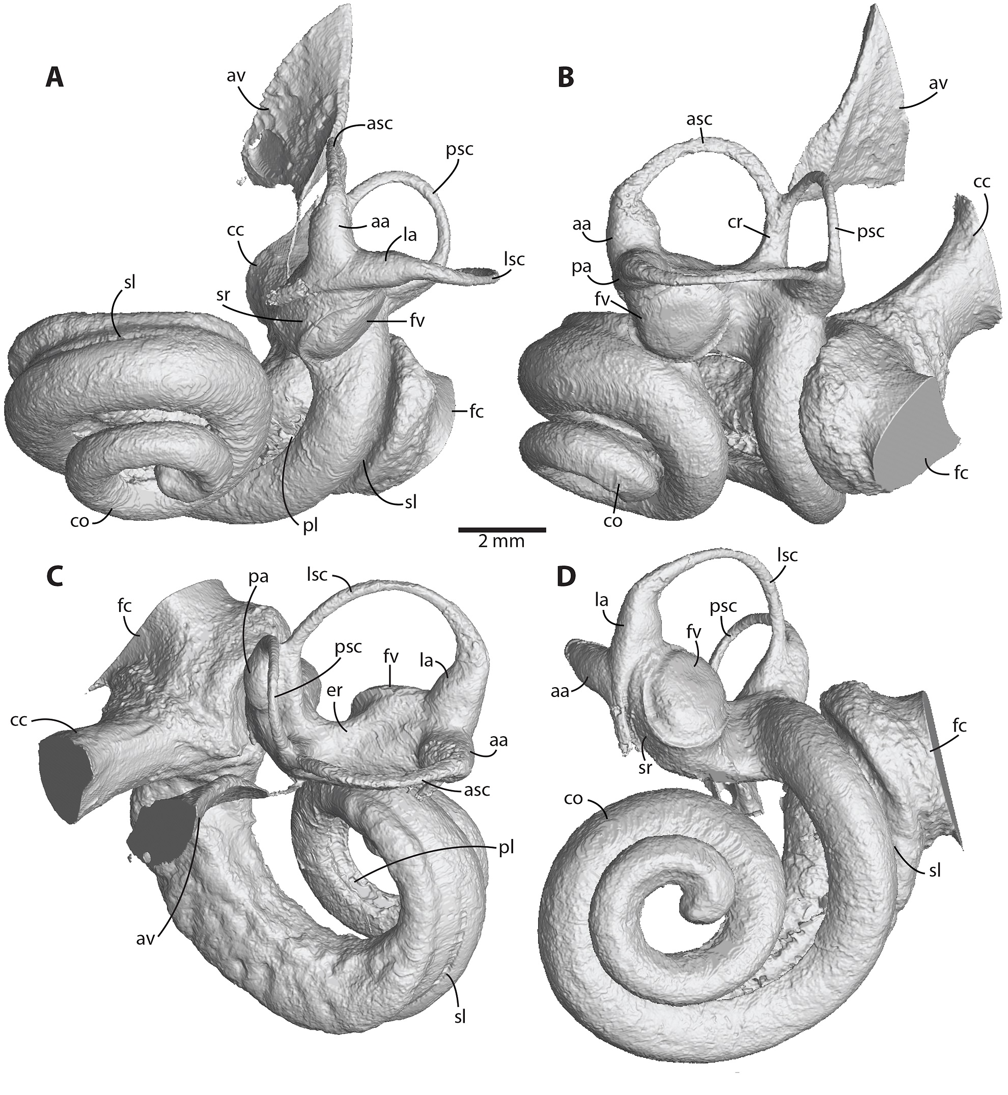 Dolphin ancestor’s hearing was more like hoofed mammals than today’s ...