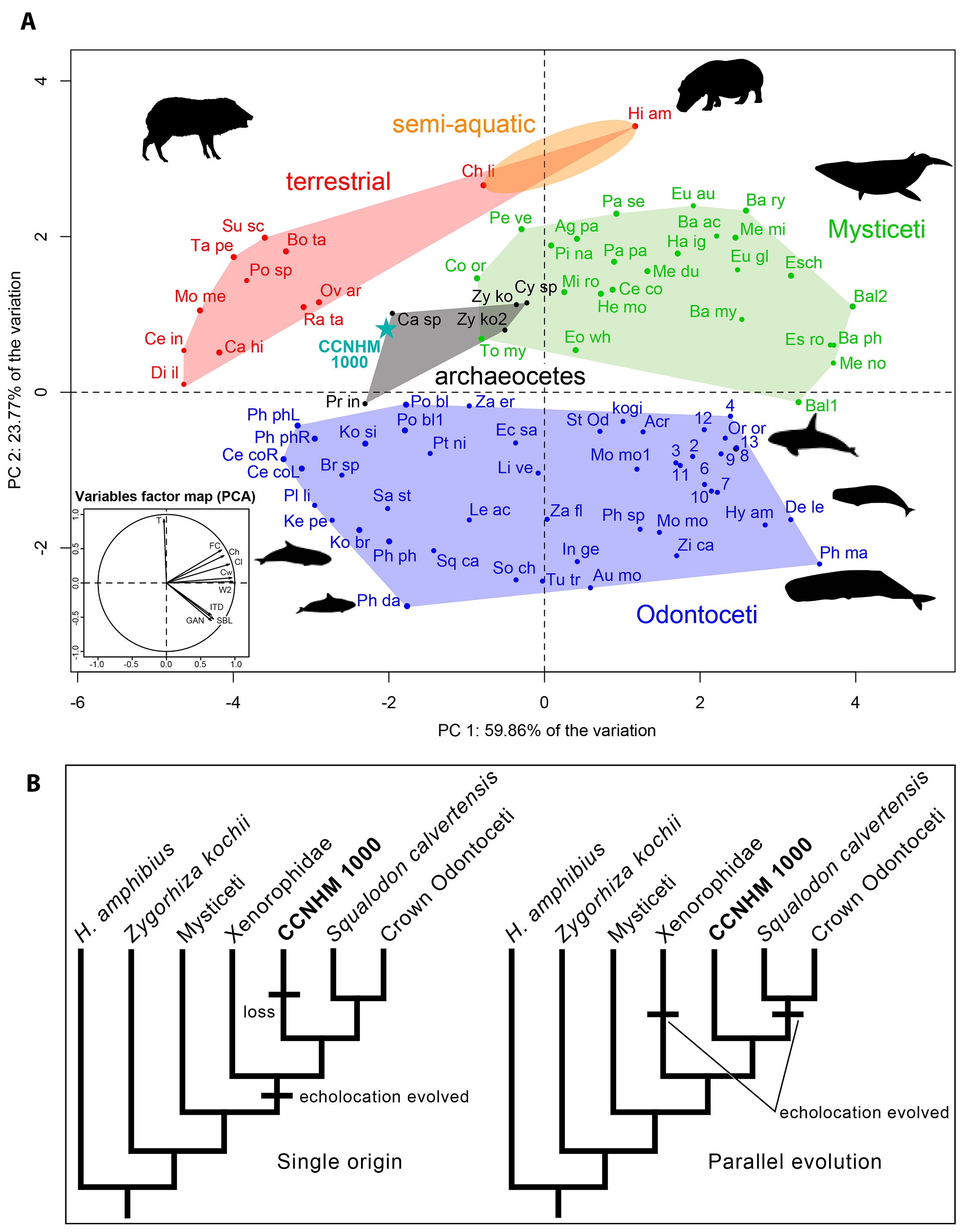 Dolphin ancestor’s hearing was more like hoofed mammals than today’s ...
