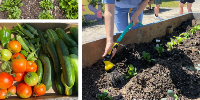 WATCH: 5 sustainability efforts you may not know about at Vanderbilt ...