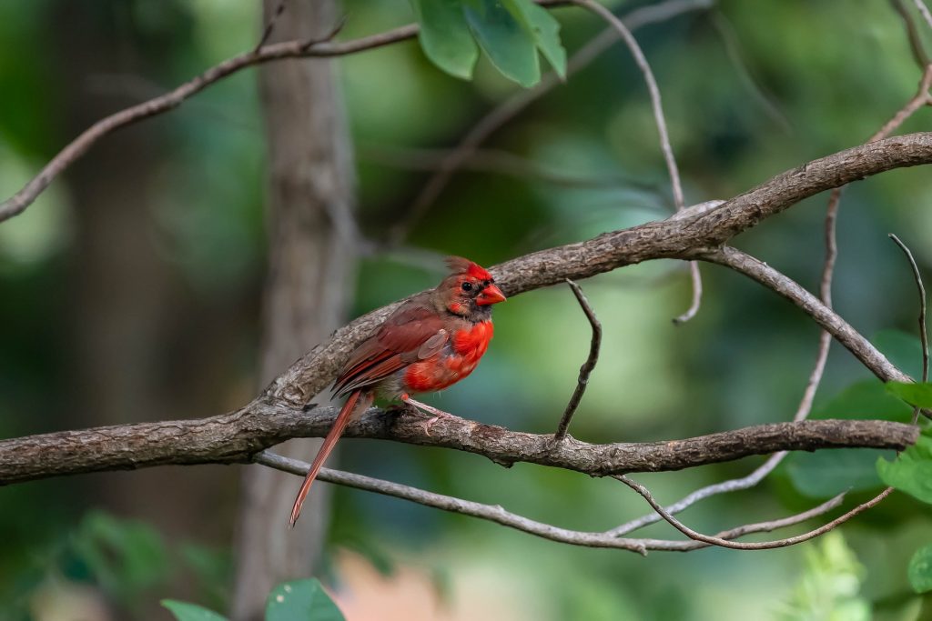 When a Bird Crashed Into My Window on a Pre-Yom-Kippur Jewish ...