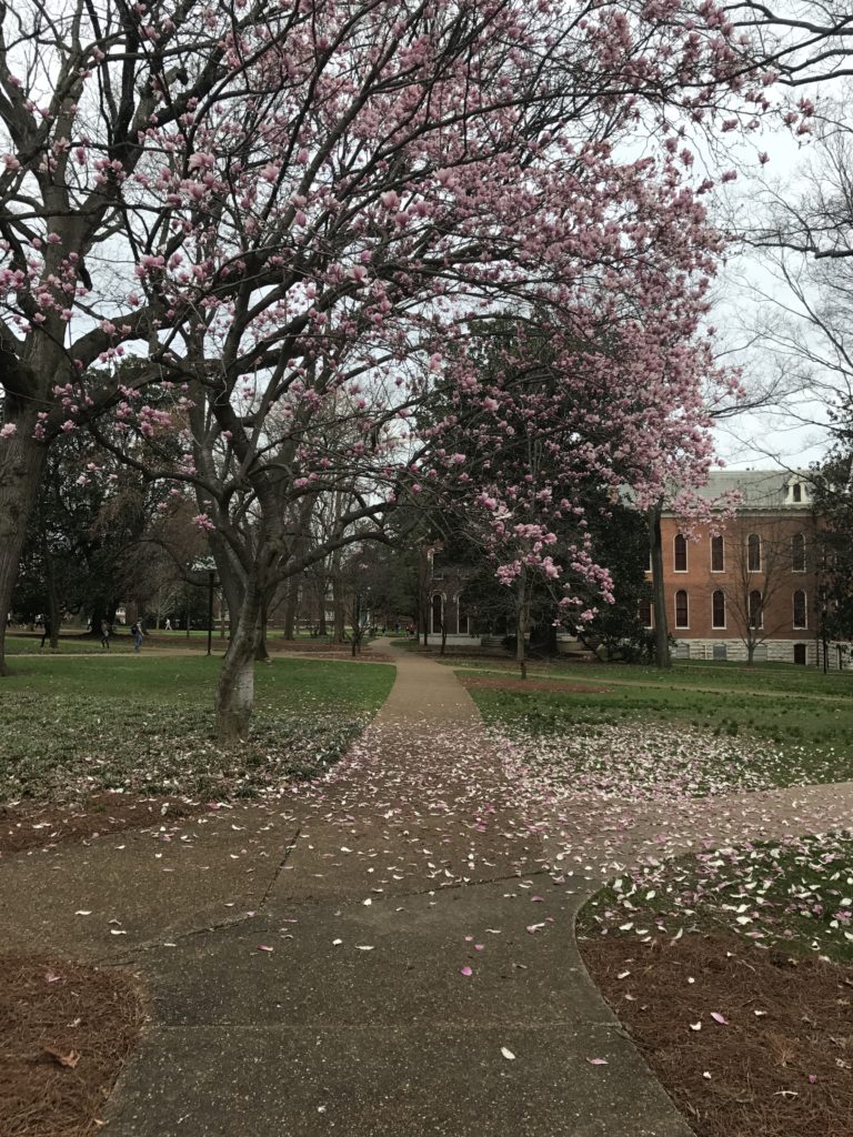 Spring Time = Squirrel Time | Inside 'Dores | Vanderbilt University