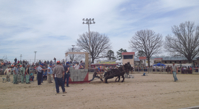 Mule Day | Inside 'Dores | Vanderbilt University