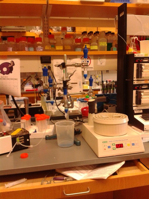 The nickel column set up for the first round of protein purification ...