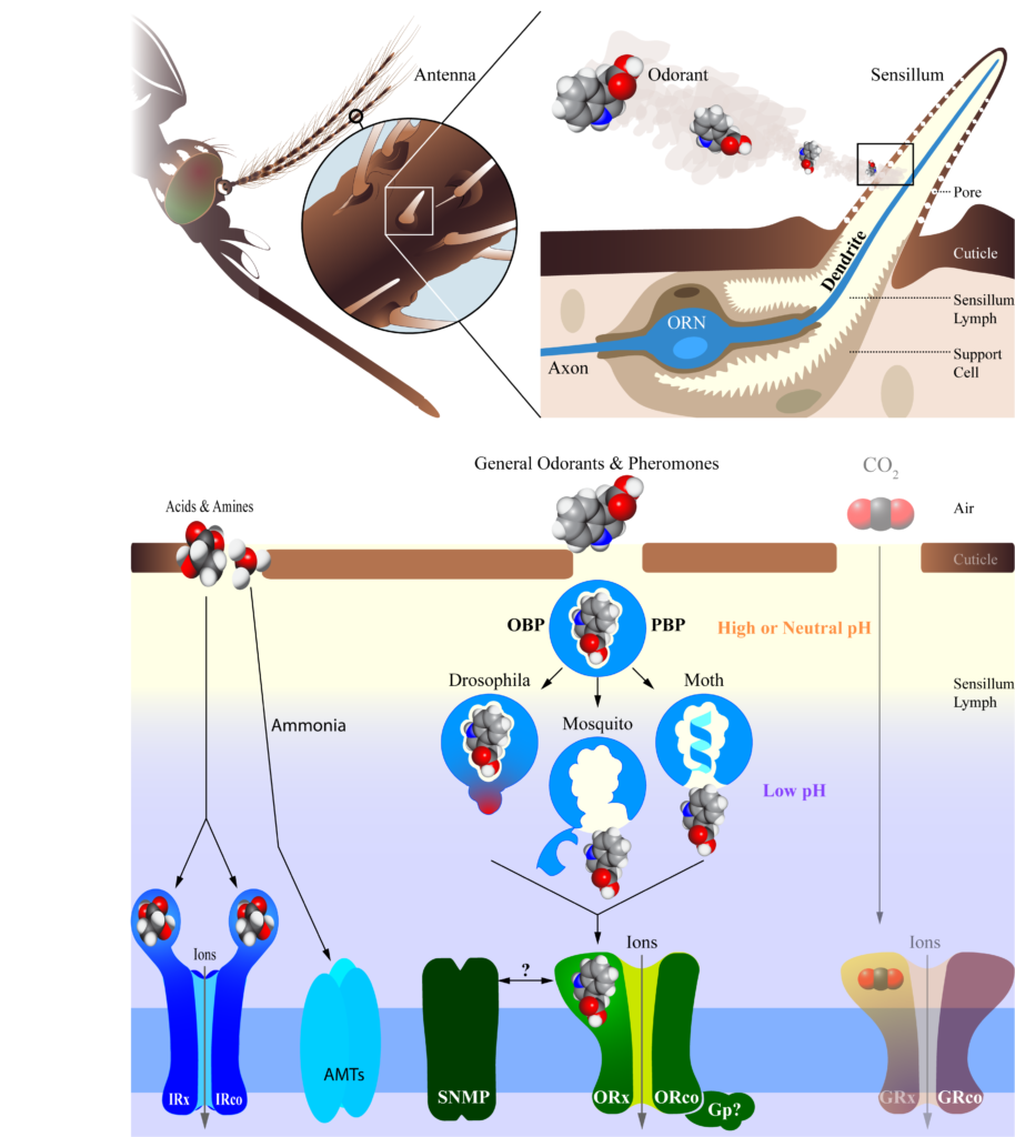 Mosquito Chemosensory Biology | The Zwiebel Lab | Vanderbilt University