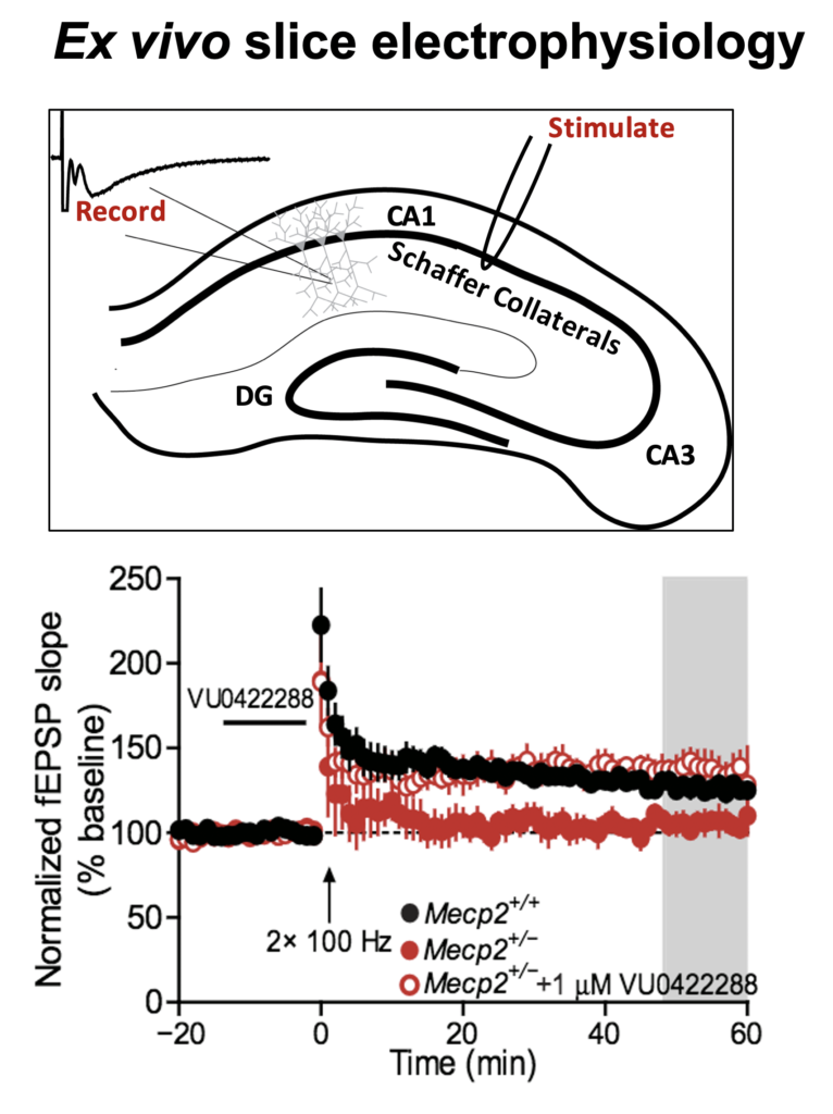 Electrophysiology | Niswender Laboratory | Vanderbilt University