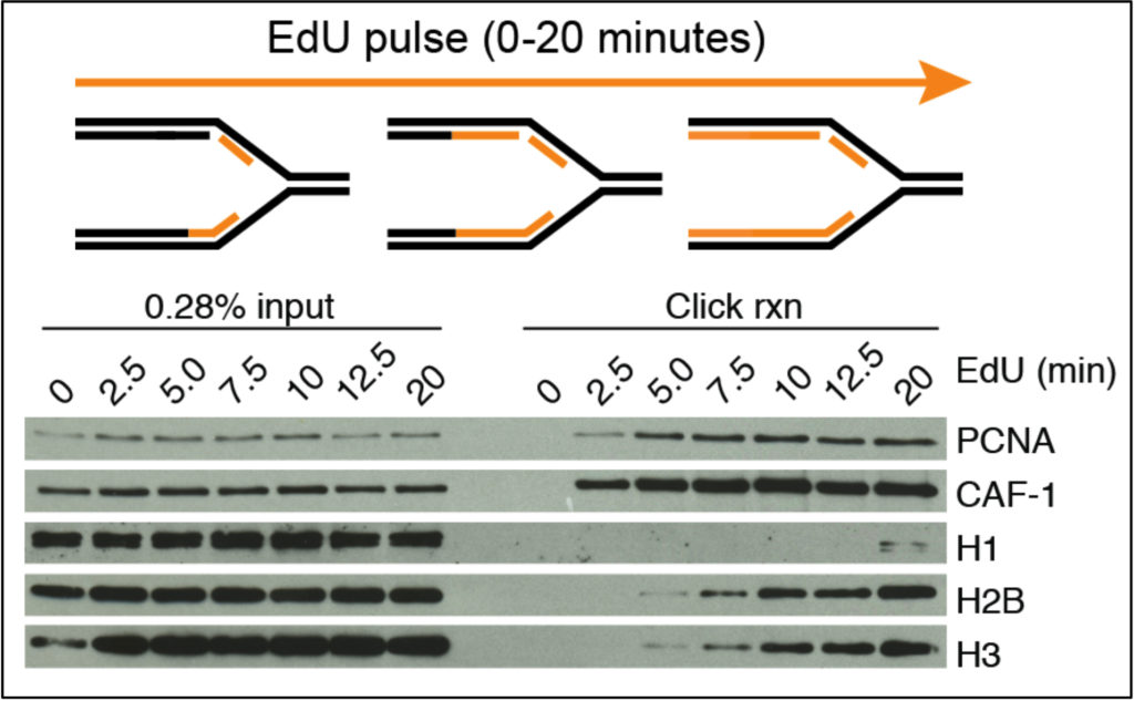 Isolation of Proteins on Nascent DNA — “iPOND” | Cortez Lab ...