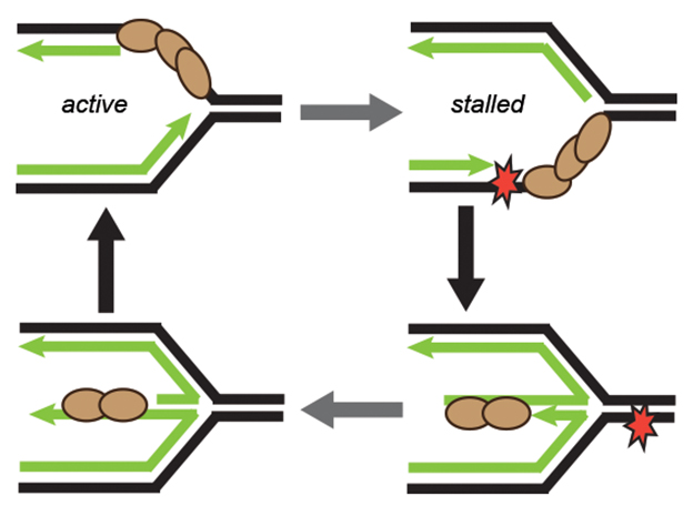Fork regression is a mechanism of stabilization, repair, and restart ...