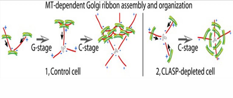 Stages of Assembly | Kaverina Lab | Vanderbilt University