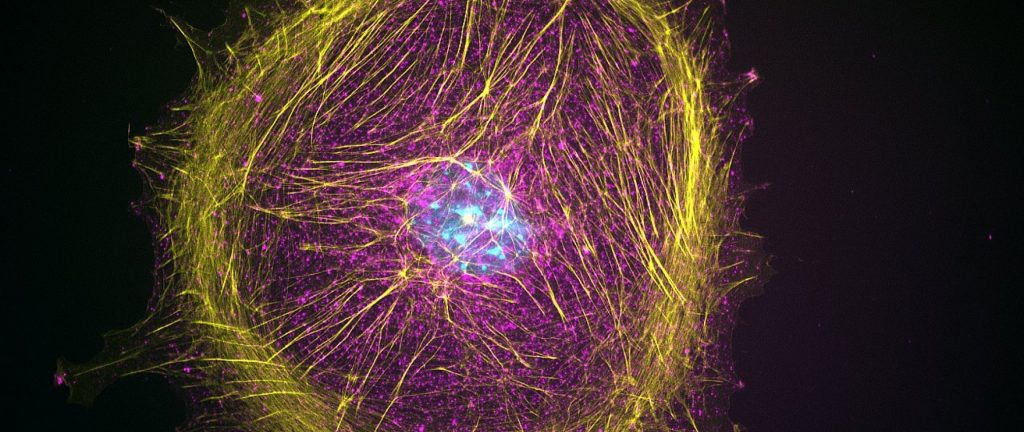 Mouse embryonic fibroblast (MEF) cells stained for beta-catenin (red ...